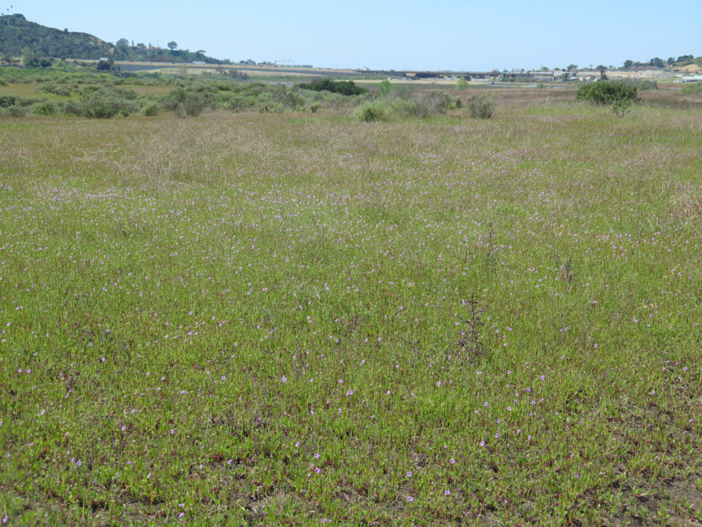 Redstem Filaree (not native) | Nature Collective