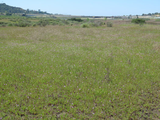 Redstem Filaree (not native) | Nature Collective
