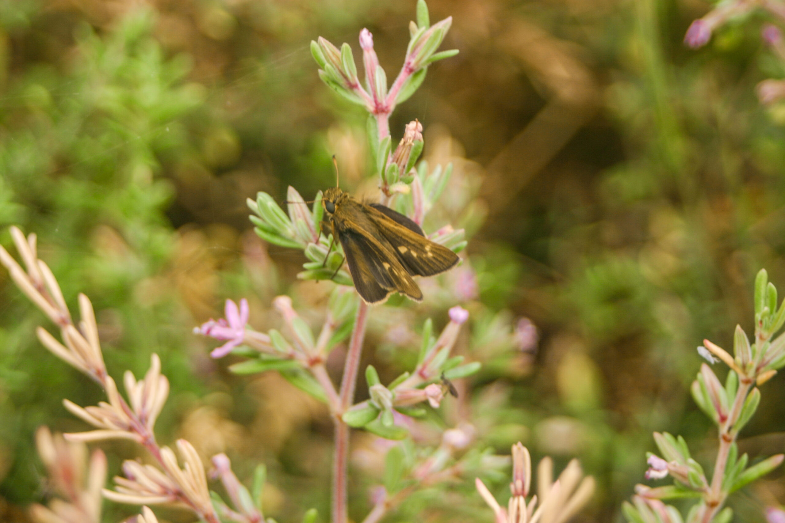 Wandering Skipper Habitat Restoration to Begin September | Nature ...