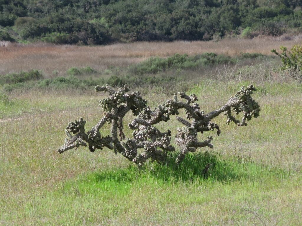 Coast Cholla | Nature Collective