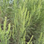 Western Ragweed | Nature Collective