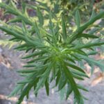 Western Ragweed | Nature Collective