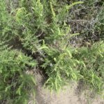 Western Ragweed | Nature Collective