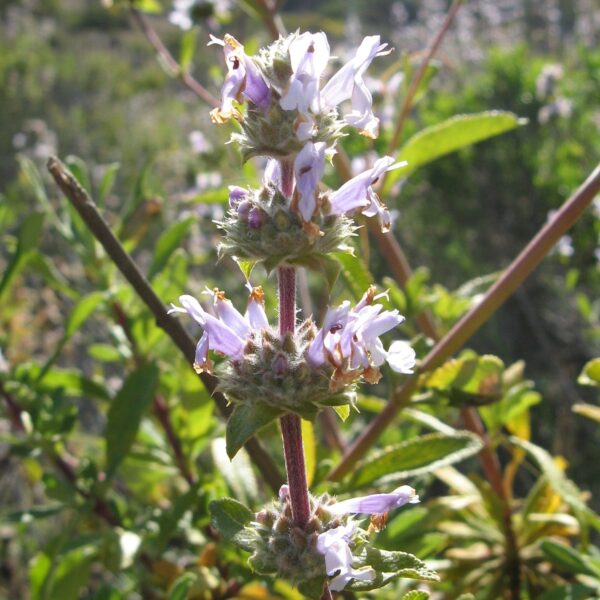 California Sagebrush | Nature Collective