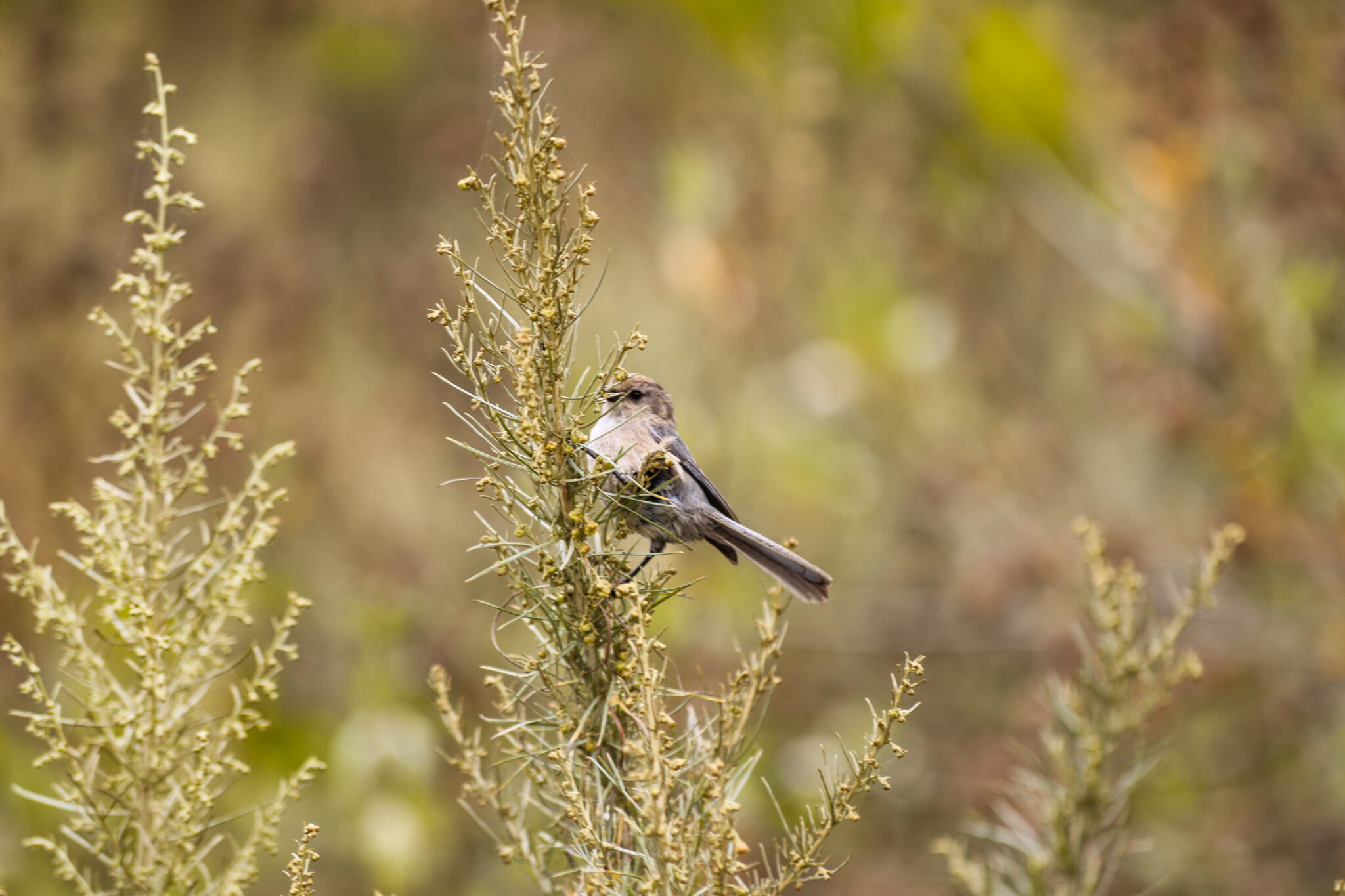 Enchanting Bird Tour | Nature Collective
